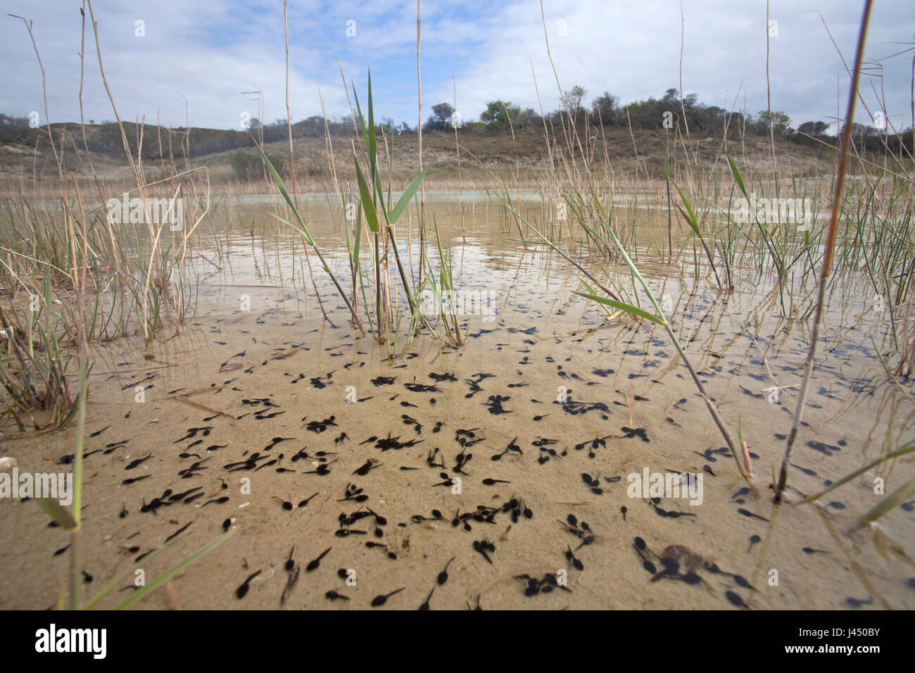 Larvae hi-res stock photography and images - Alamy