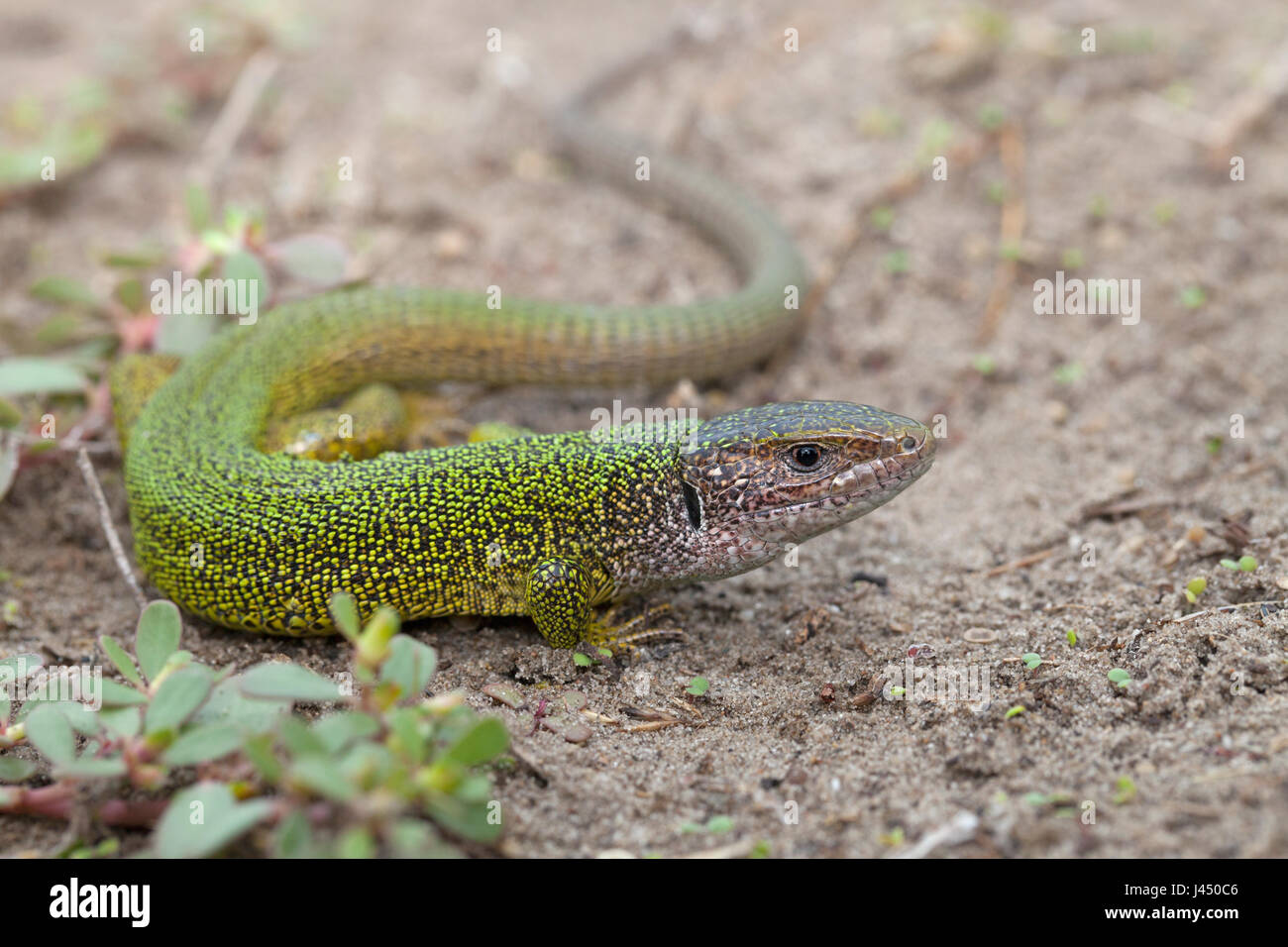 Green lizard hi-res stock photography and images - Alamy