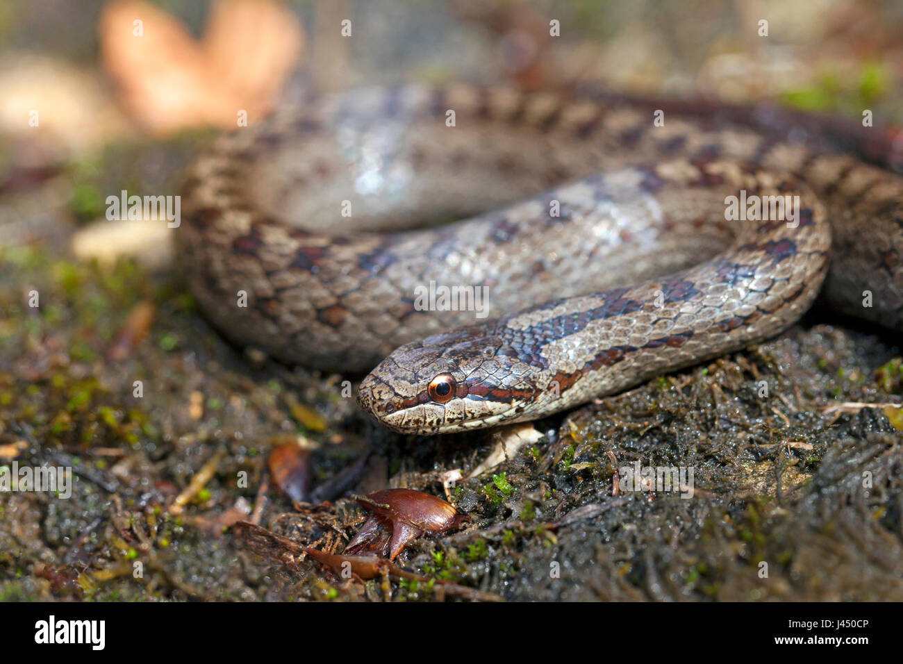 portrait of a smooth snake Stock Photo - Alamy
