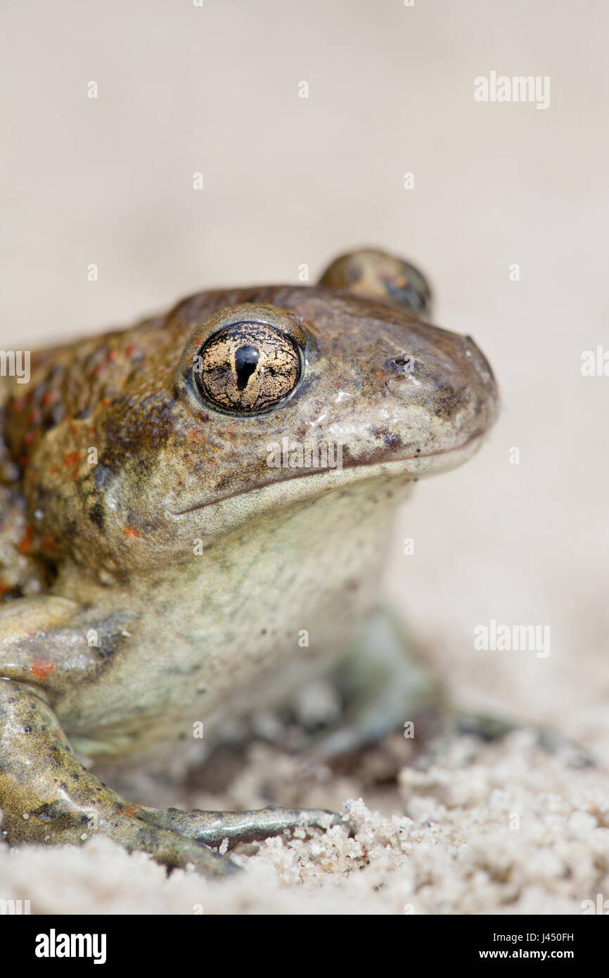 portrait of a common spadefoot toad Stock Photo - Alamy