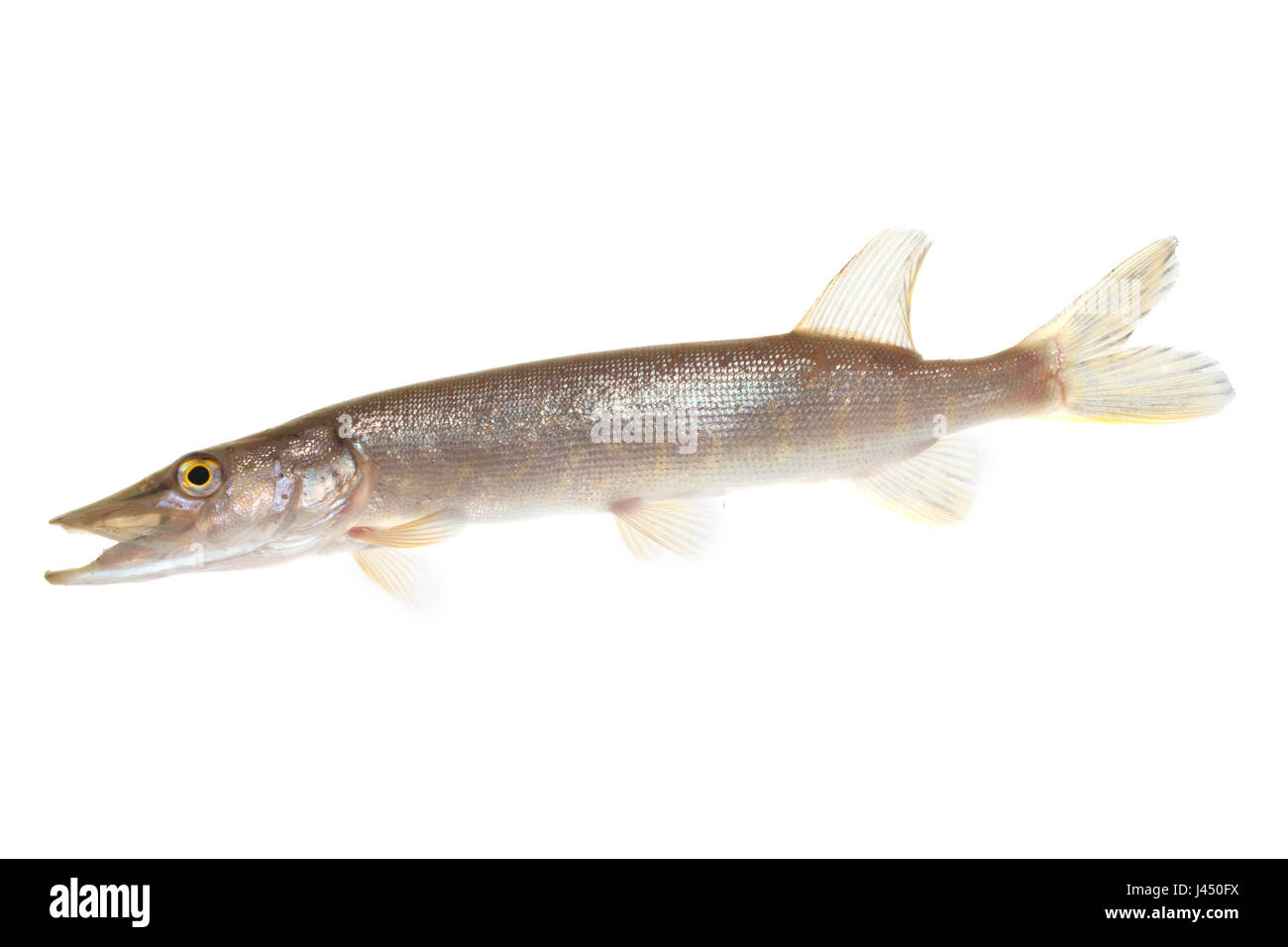 Young northern pike esox lucius Cut Out Stock Images & Pictures - Alamy