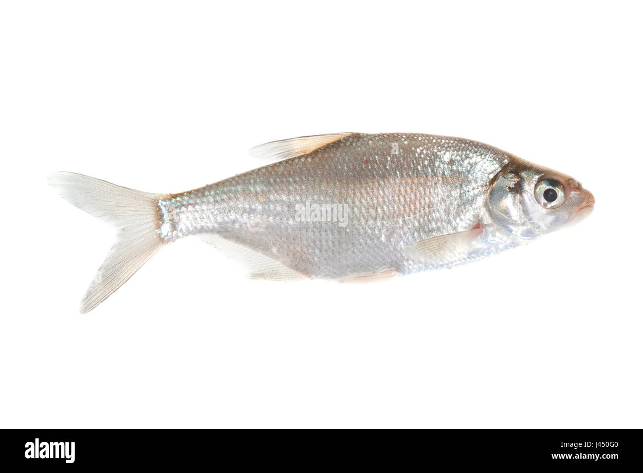 photo of a common bream on a white background Stock Photo - Alamy