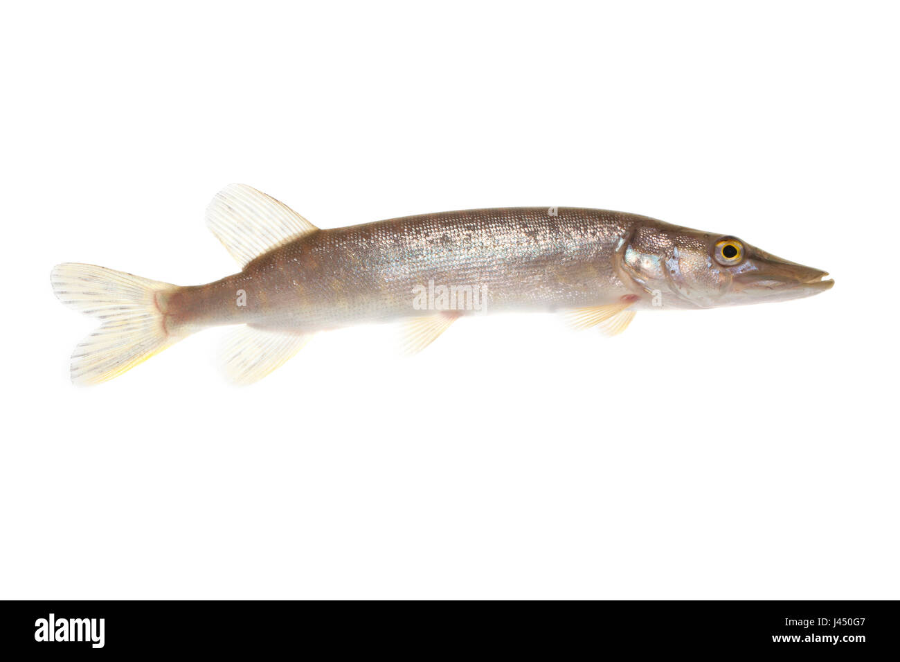 photo of a Northern pike on a white background Stock Photo - Alamy