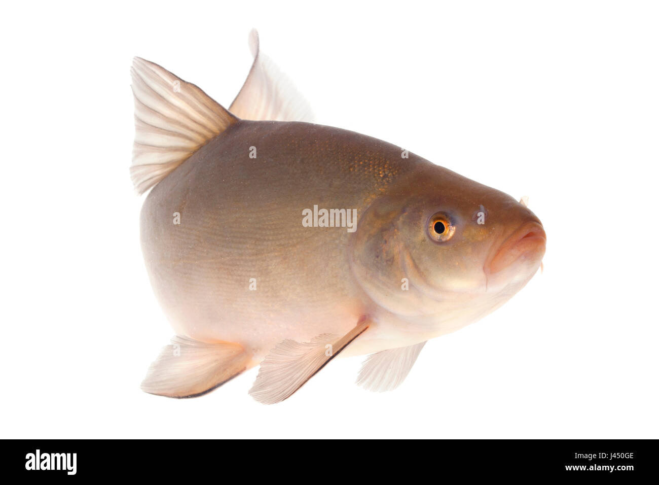 photo of a tench on a white background Stock Photo - Alamy