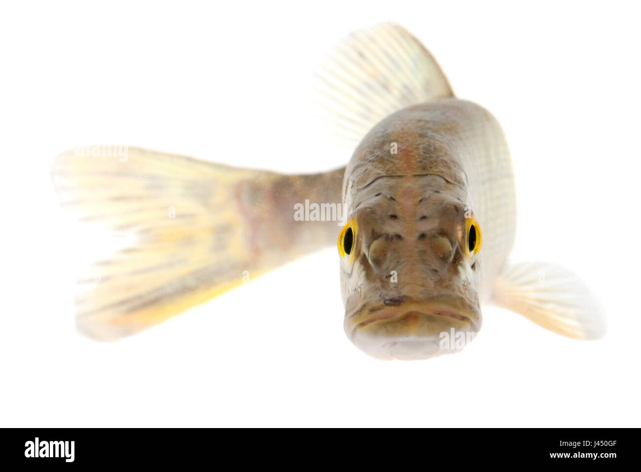 Pike fish clipart hi-res stock photography and images - Alamy