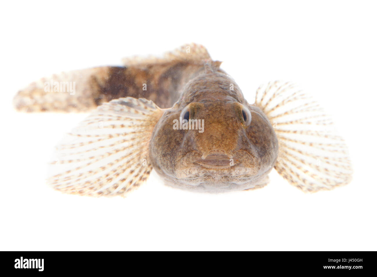 photo of a tubenose goby on a white background Stock Photo - Alamy