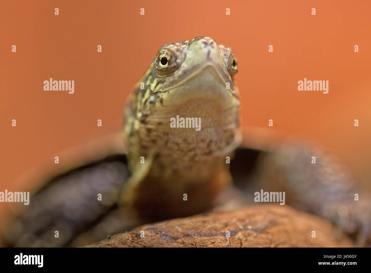 portrait of an European pond terrapin Stock Photo - Alamy