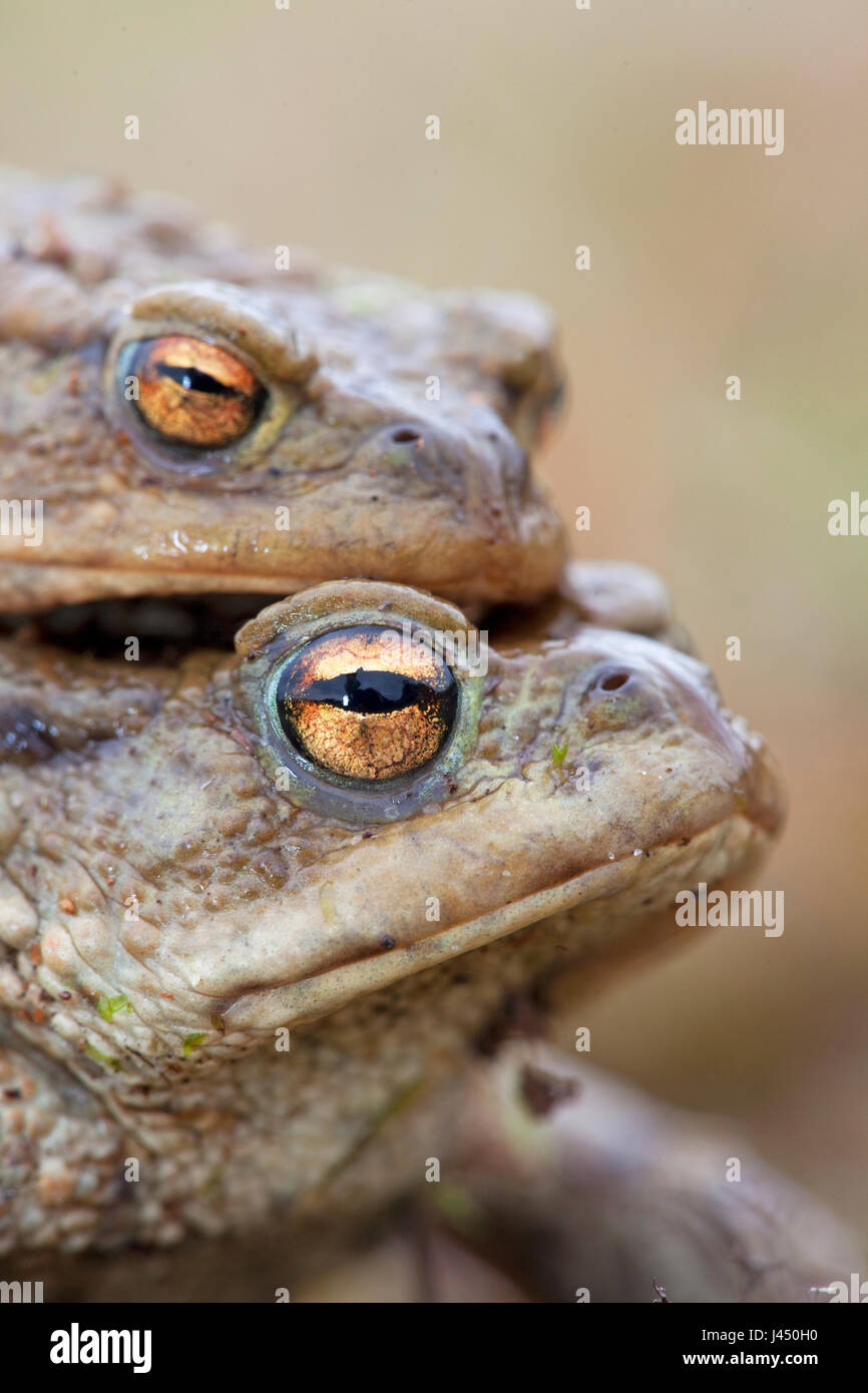 portrait of a couple common toads Stock Photo - Alamy