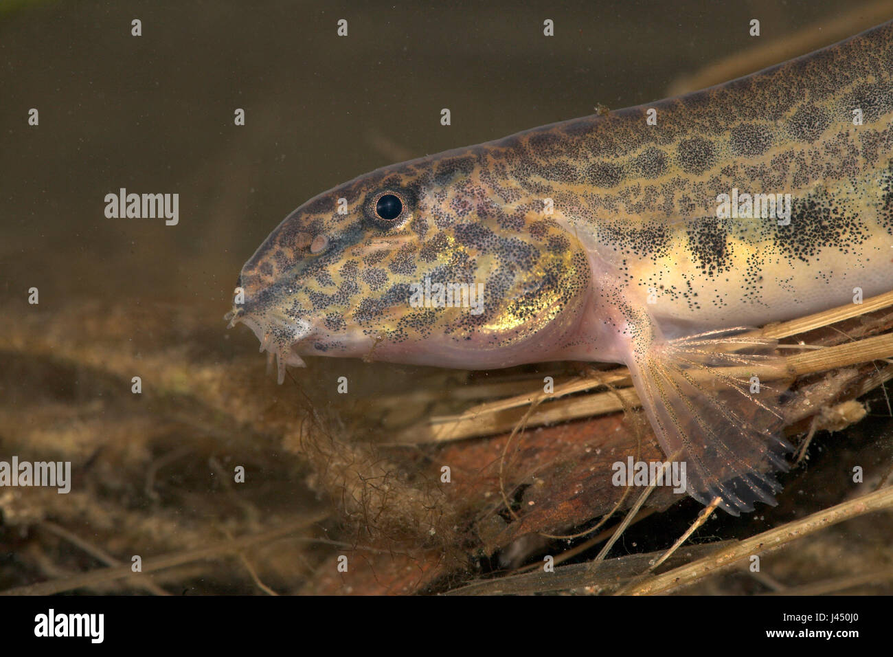 Loach fish hi-res stock photography and images - Alamy