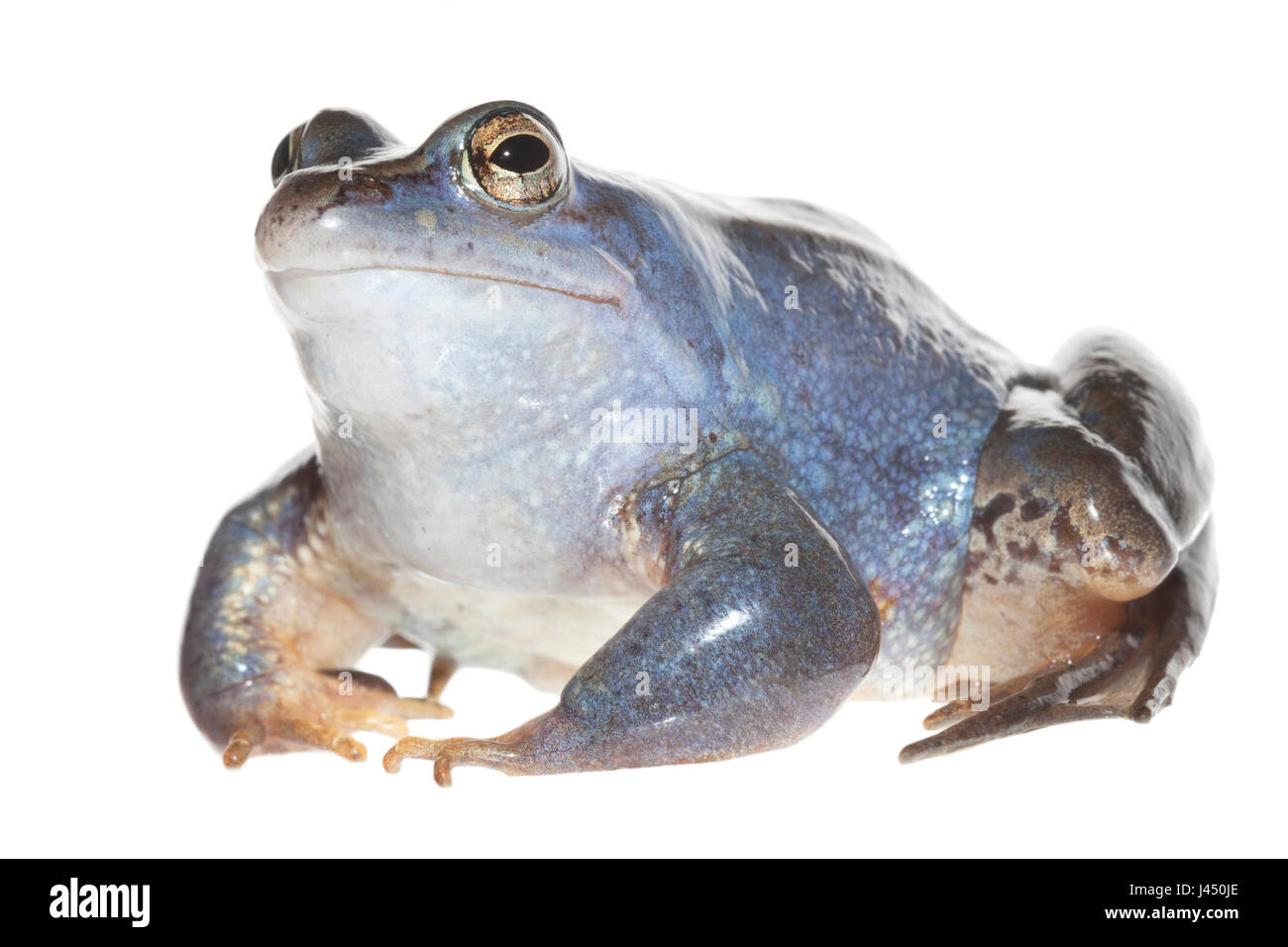 Blue red background light Cut Out Stock Images & Pictures - Alamy