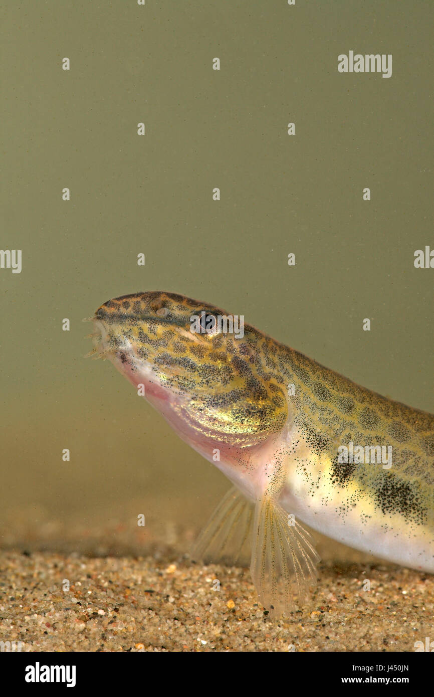 Loach fish hi-res stock photography and images - Alamy