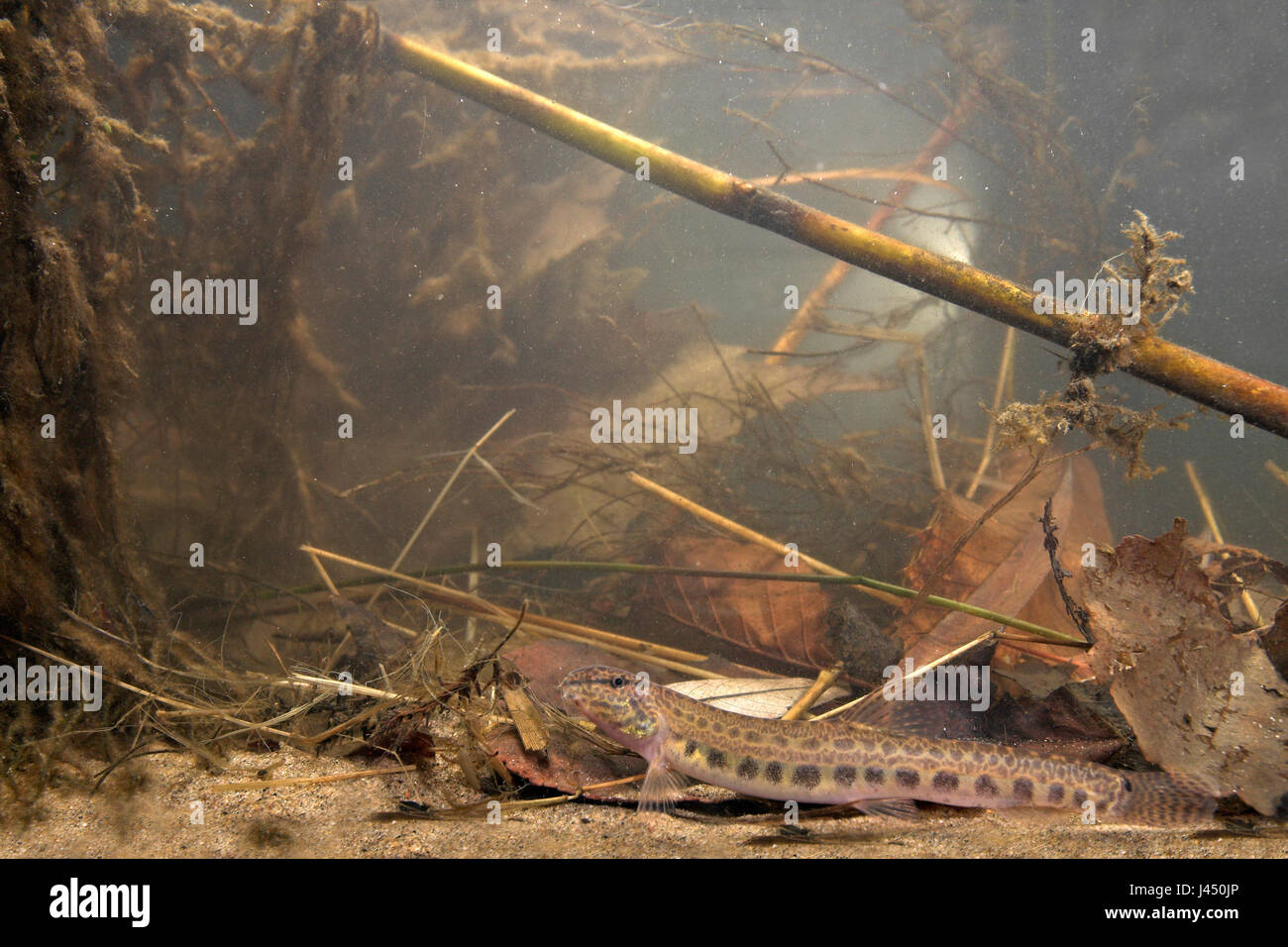 Loach fish hi-res stock photography and images - Alamy