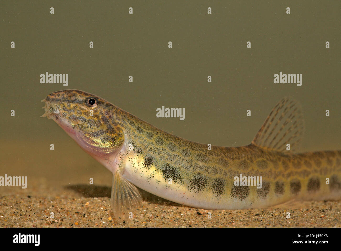 Loach fish hi-res stock photography and images - Alamy