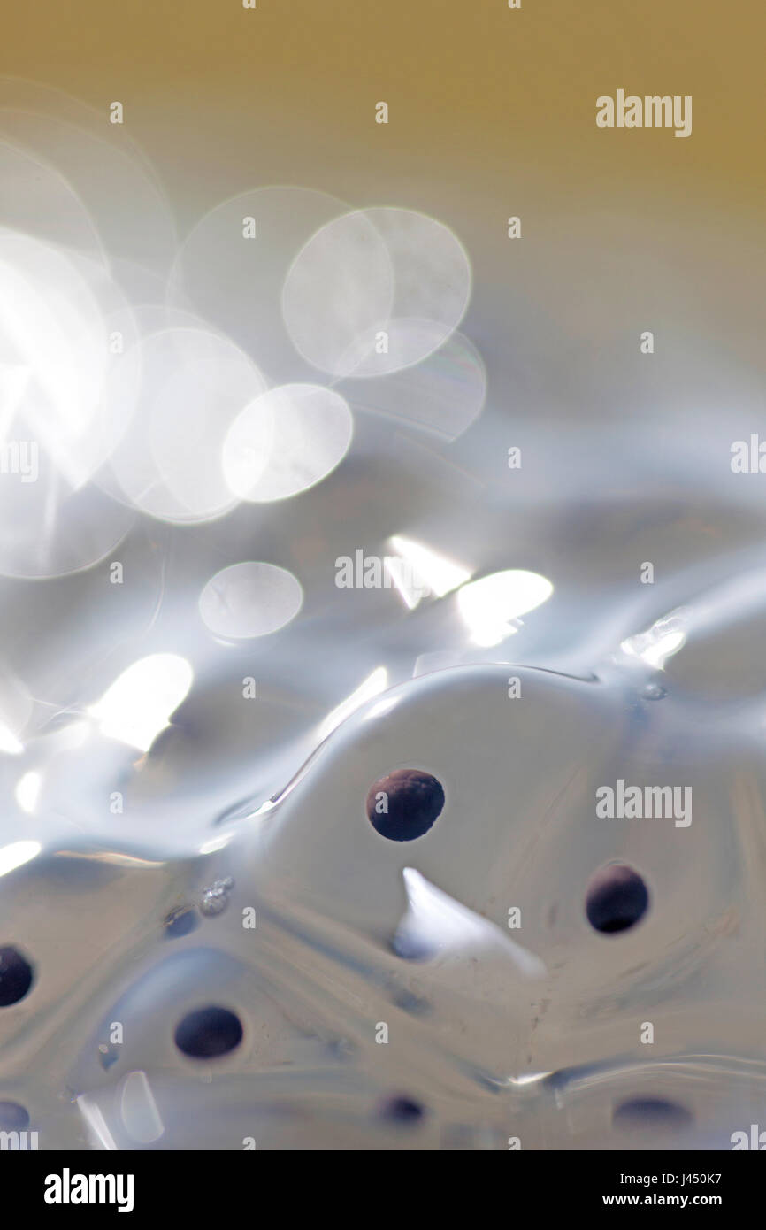 Frog spawn from common frog Stock Photo - Alamy