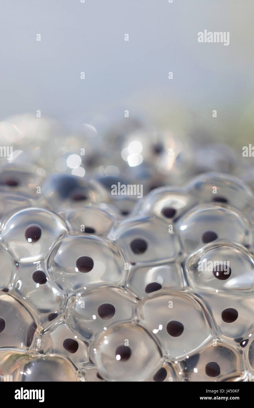 Frog spawn from common frog Stock Photo - Alamy