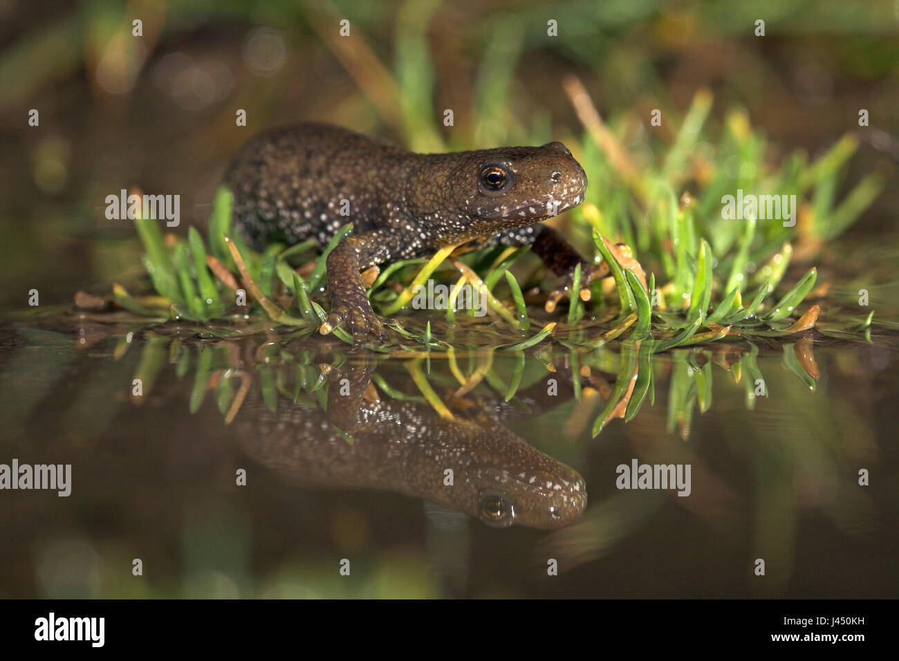 photo of a female great crested newt on her way to the breeding pond ...
