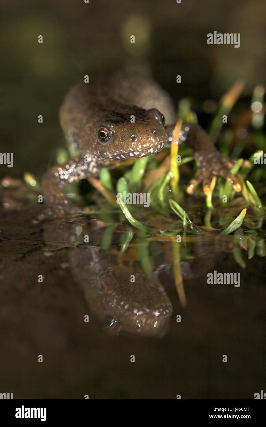 photo of a female great crested newt on her way to the breeding pond ...
