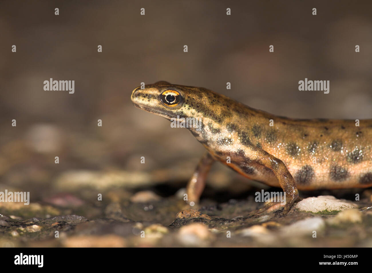 portrait of a male common newt on a dike during spring migration Stock ...
