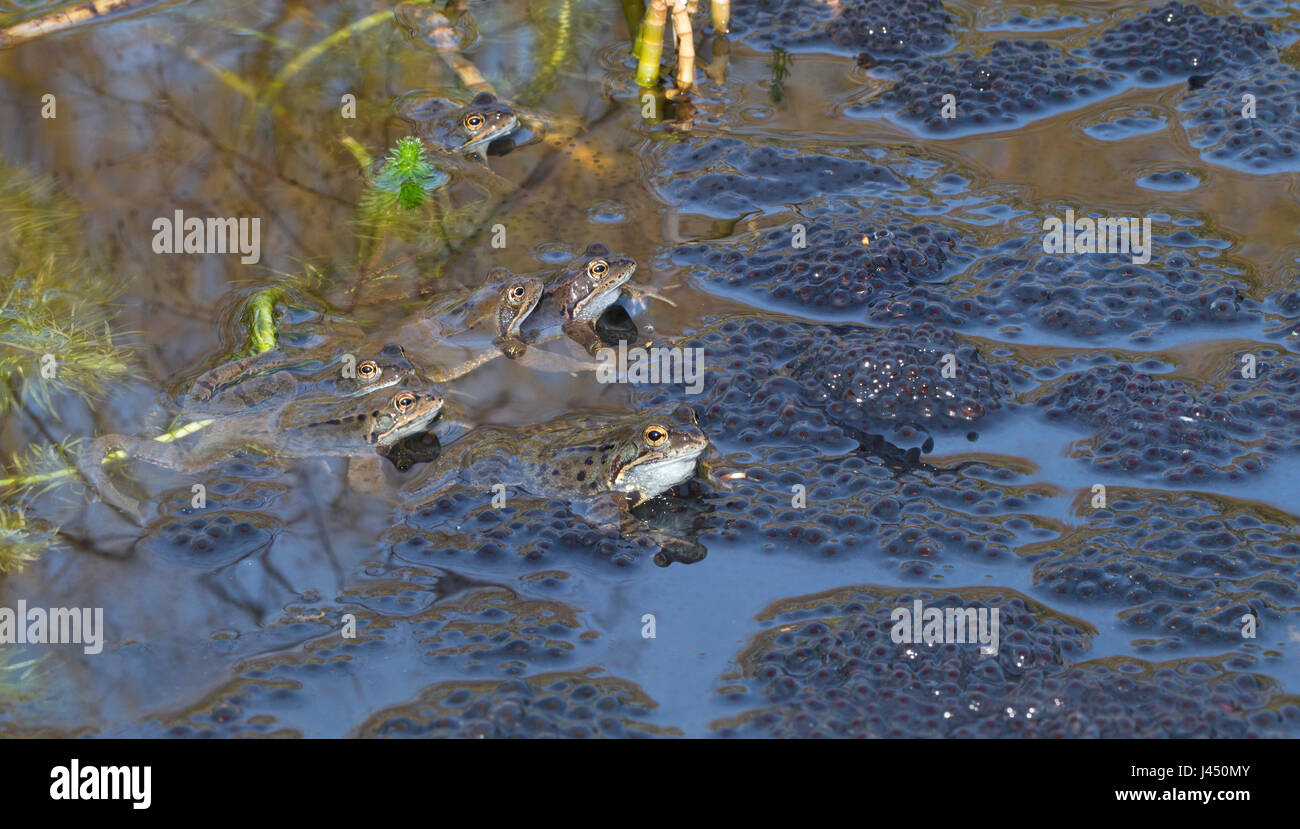 common frogs between frog spawn during mating Stock Photo - Alamy