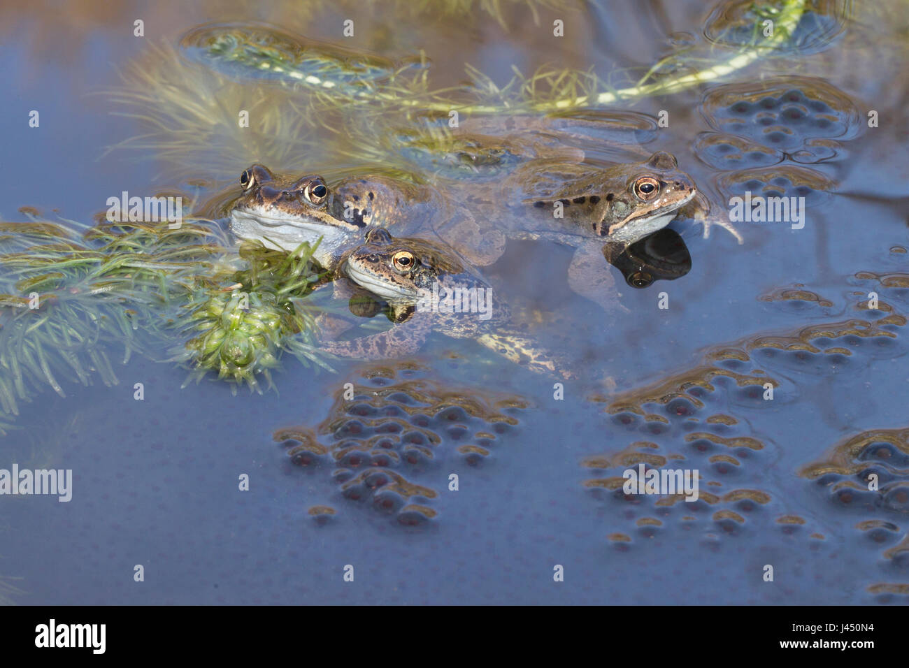 common frogs between frog spawn during mating Stock Photo - Alamy