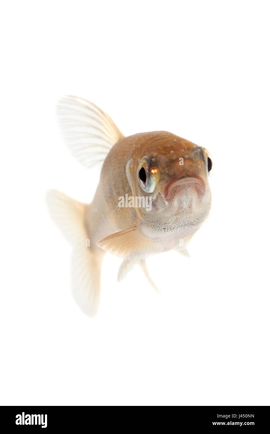 Minnow isolated against a white background Stock Photo - Alamy