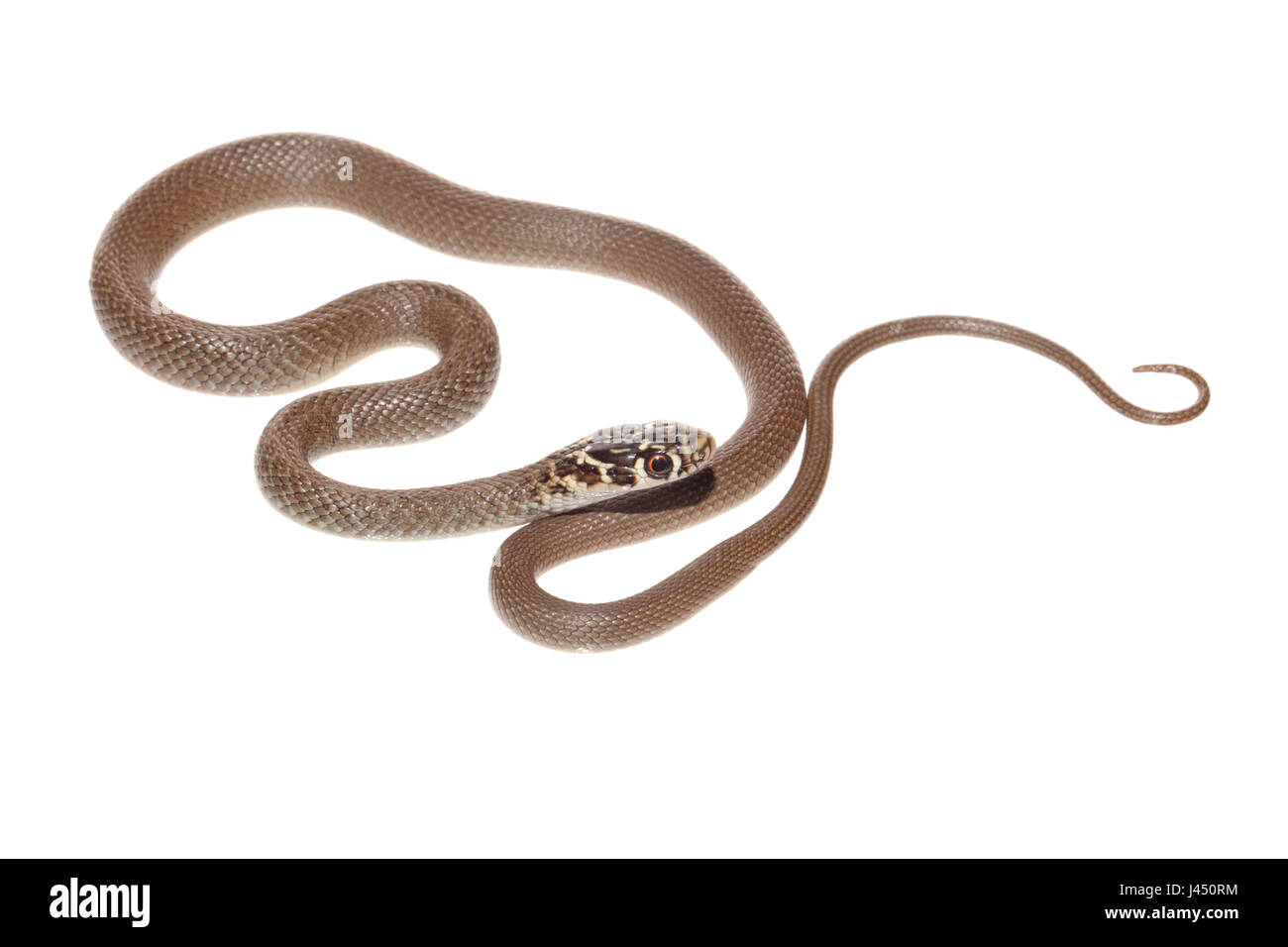 Juvenile western whip snake hi-res stock photography and images - Alamy