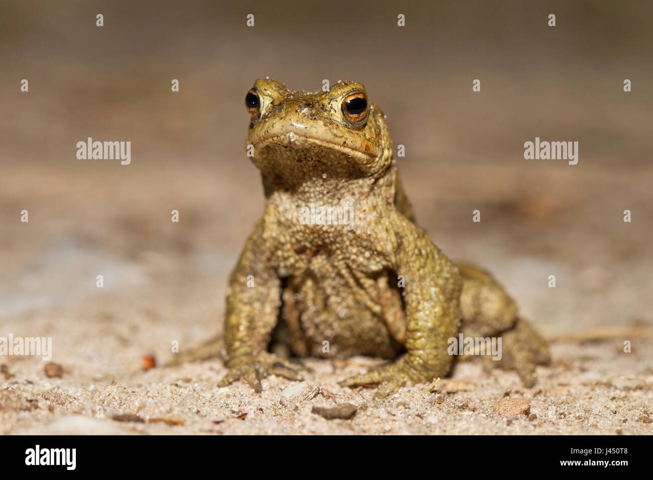 Male road hi-res stock photography and images - Alamy