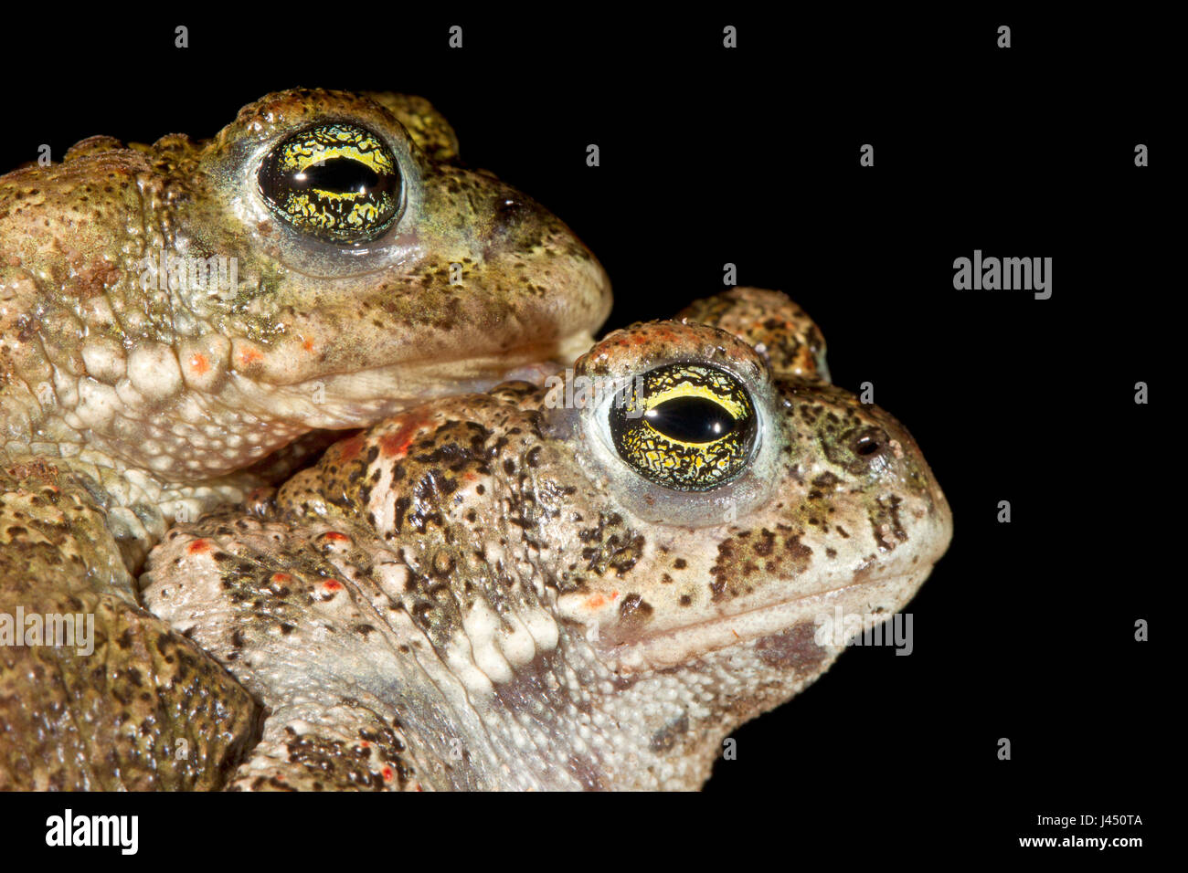 portrait of pair of natterjacks at night Stock Photo - Alamy
