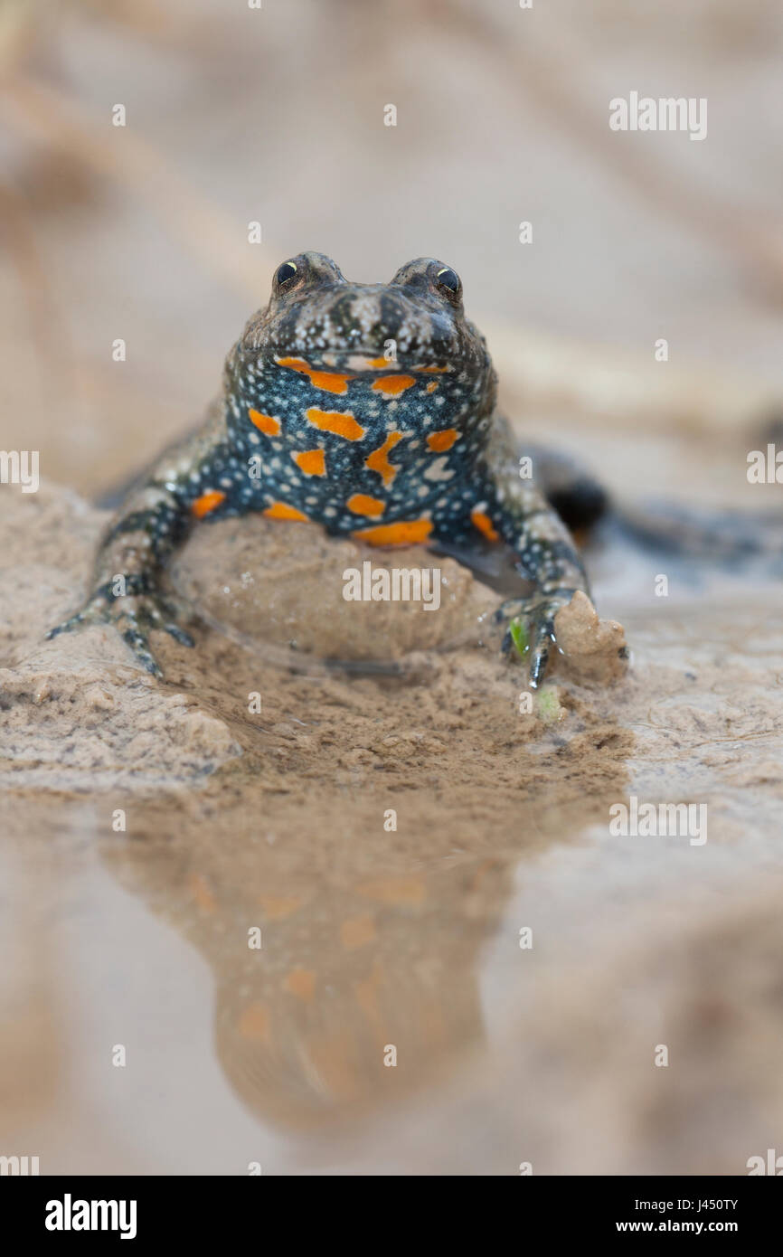Fire bellied toad hi-res stock photography and images - Alamy