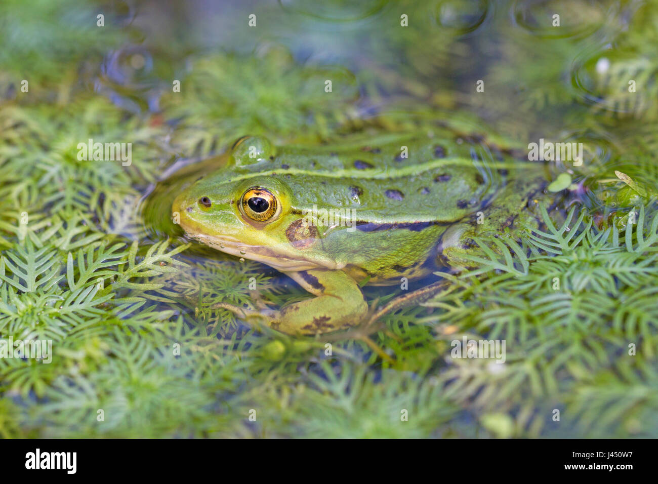 Pool frog in the water Stock Photo - Alamy