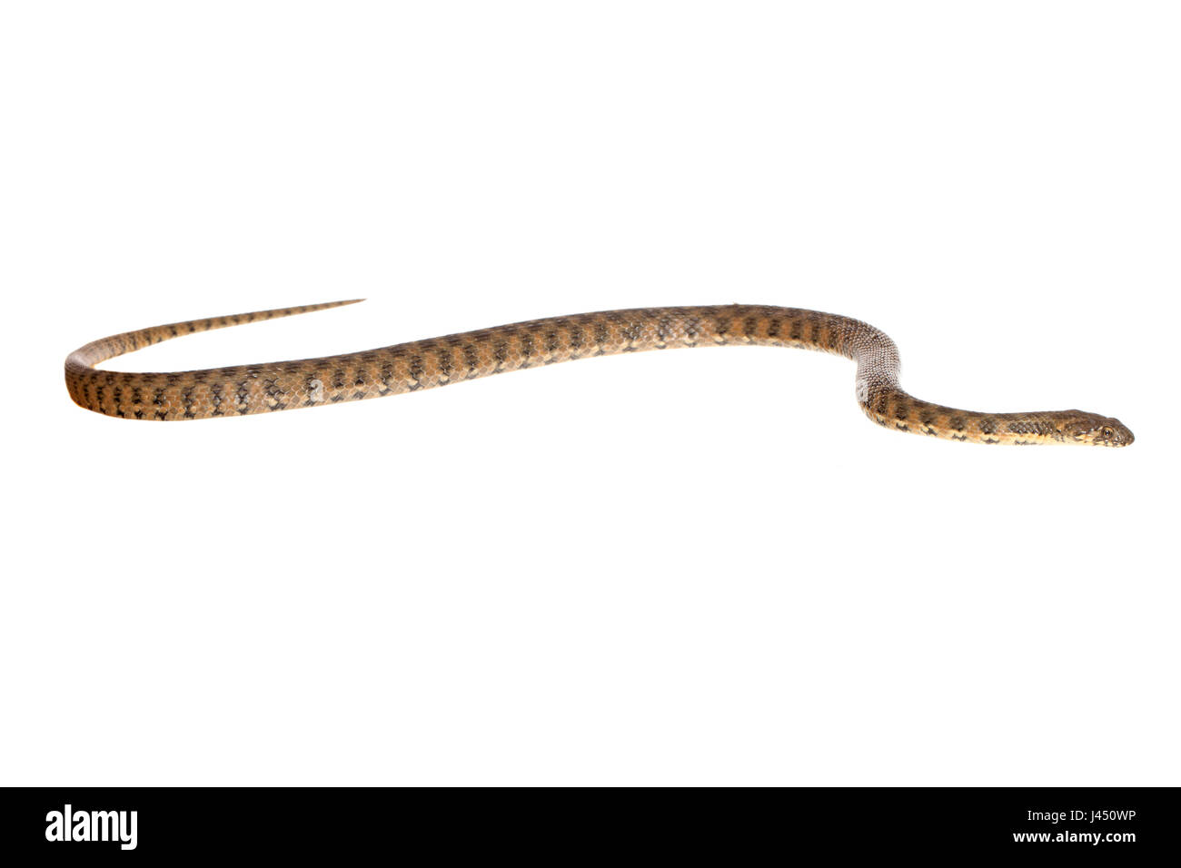 Viperine snake isolated against a white background Stock Photo - Alamy