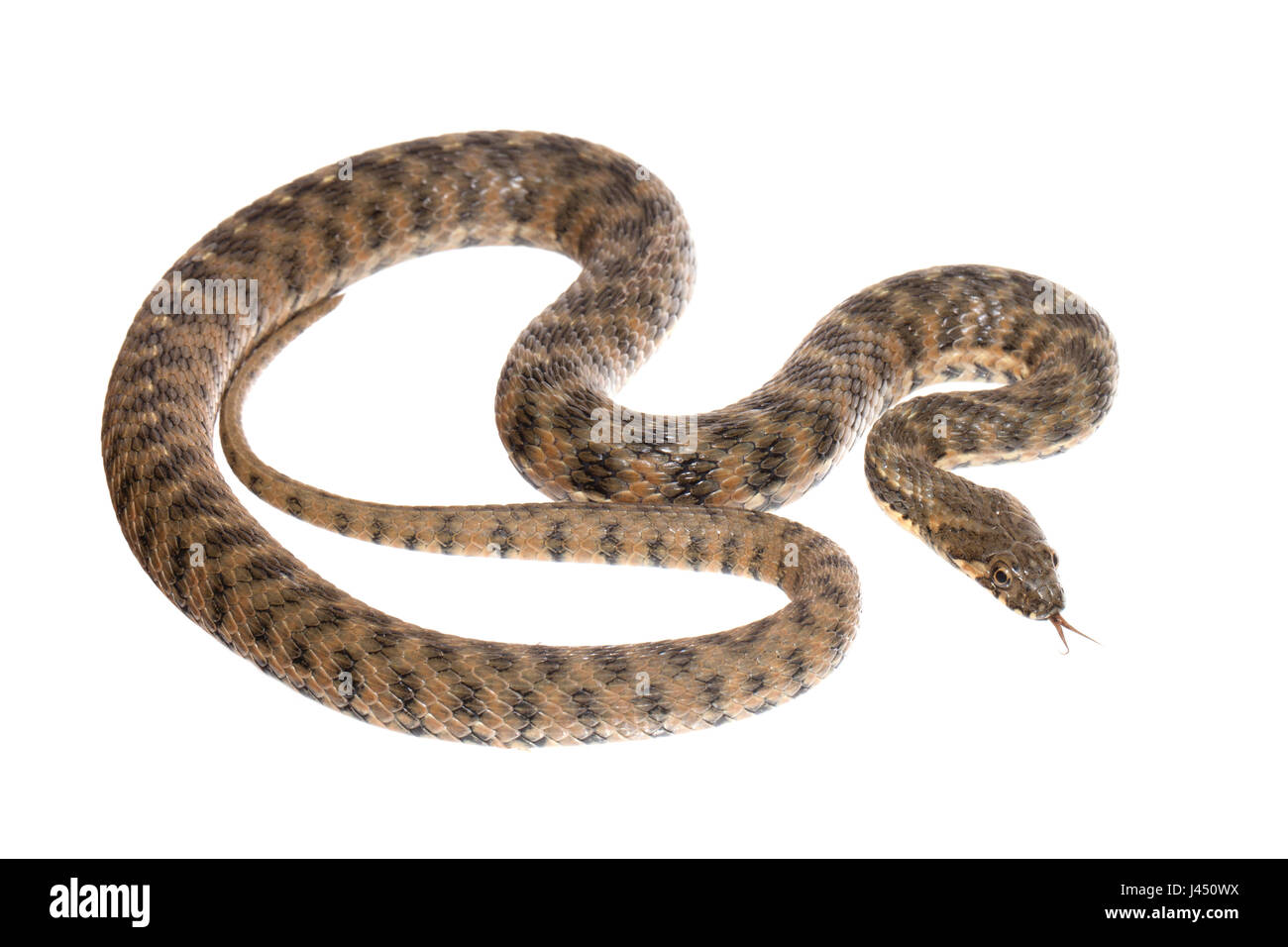 Viperine snake isolated against a white background Stock Photo - Alamy