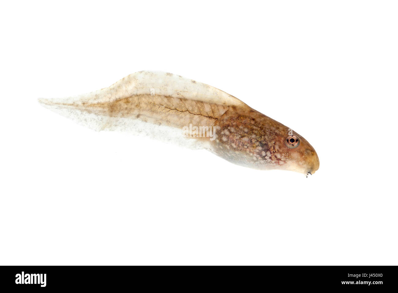 tadpole of green frog isolated against a white background Stock Photo ...