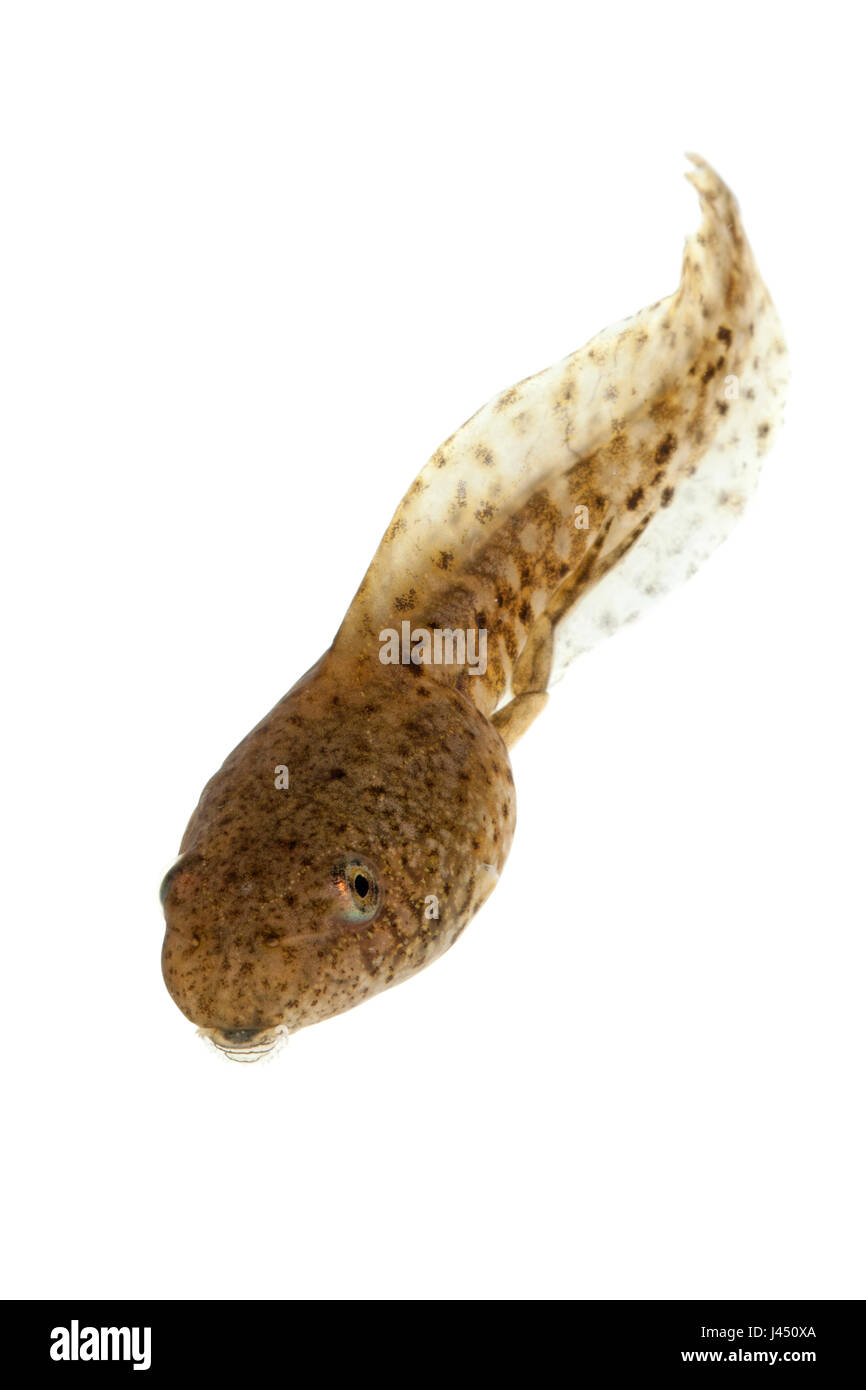 tadpole of green frog isolated against a white background Stock Photo ...