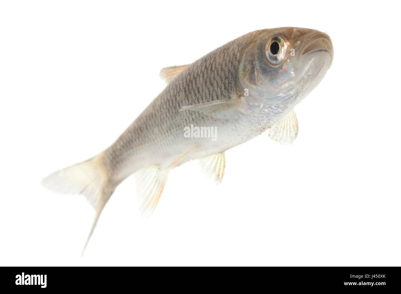 chub isolated against a white background Stock Photo - Alamy