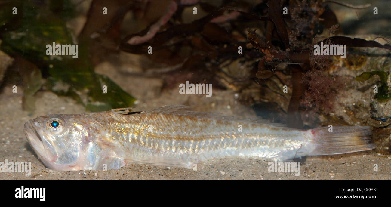 Lesser weever hi-res stock photography and images - Alamy