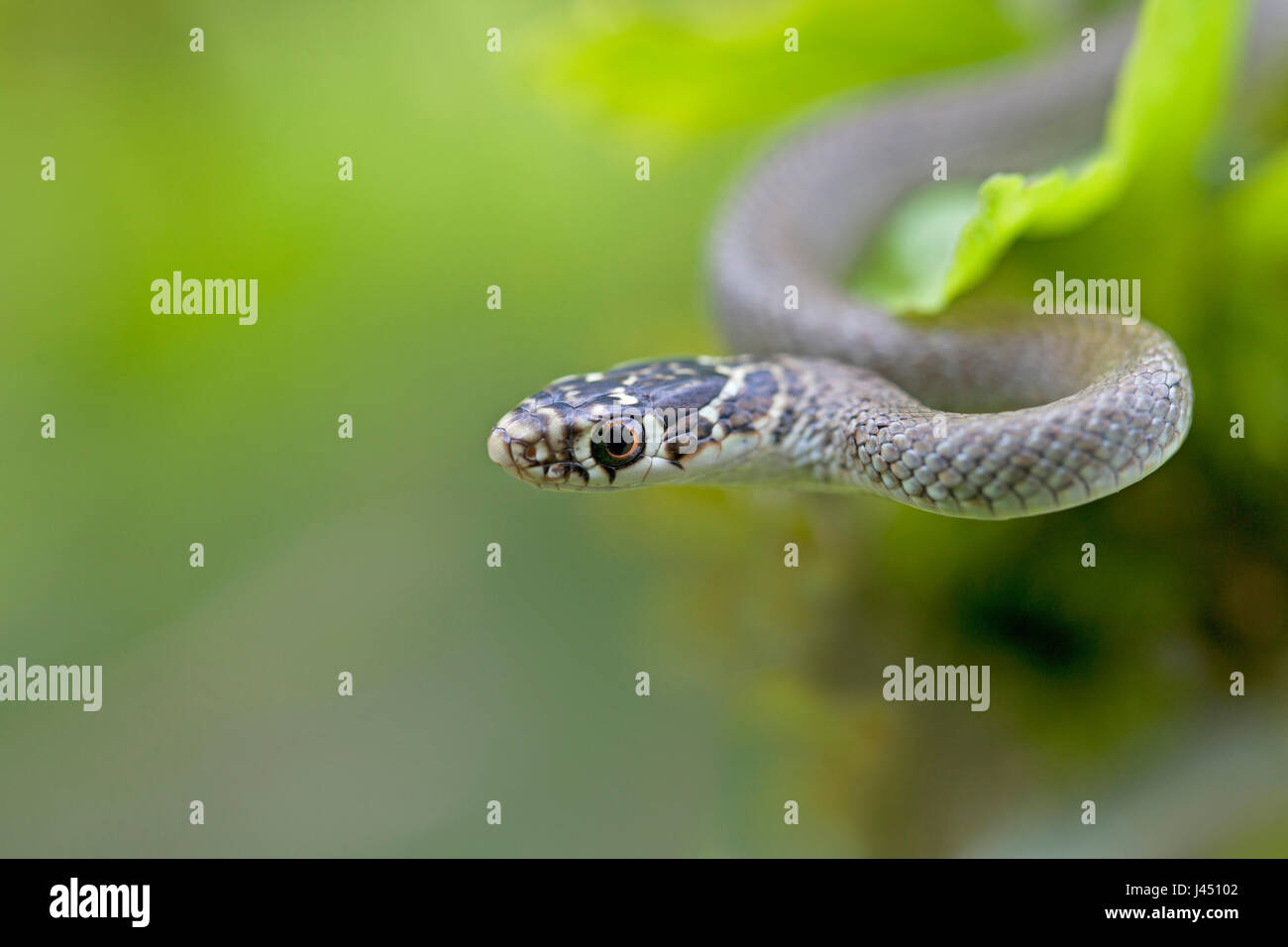 Green bush snake hi-res stock photography and images - Alamy
