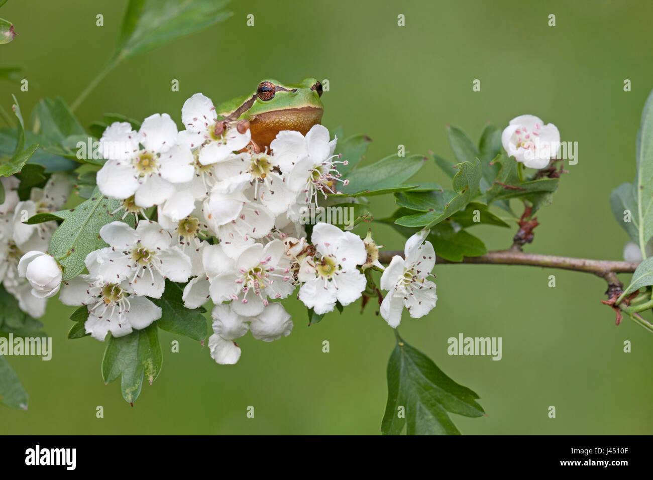 Tree frog on flowers hi-res stock photography and images - Alamy