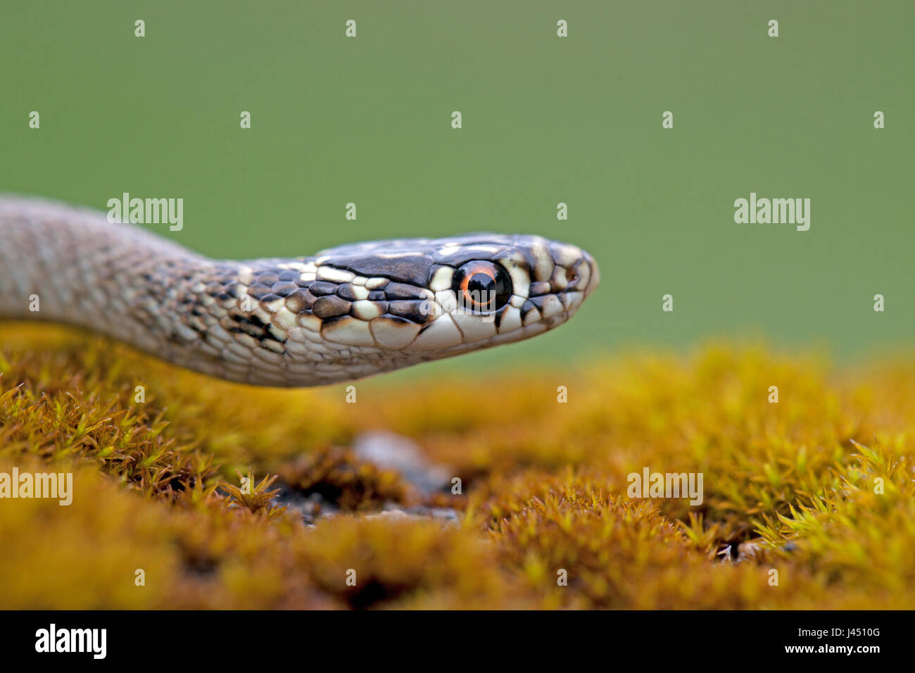 Western whip snake portrait Stock Photo - Alamy