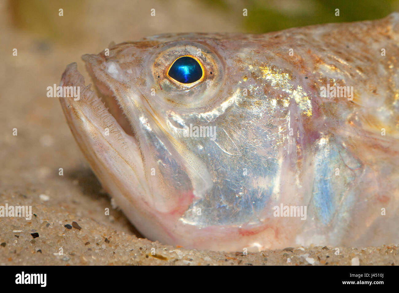 Lesser weever hi-res stock photography and images - Alamy