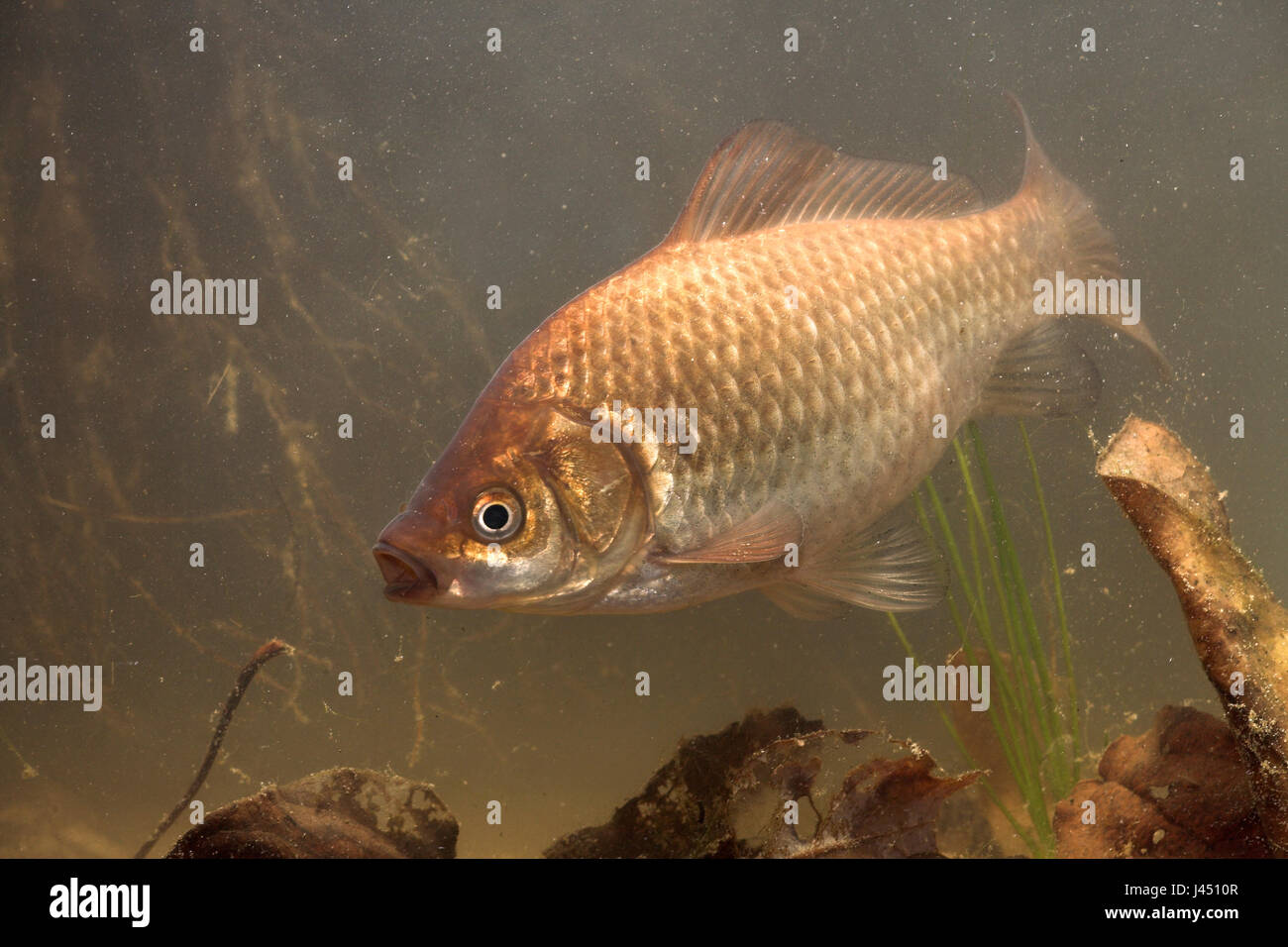 Gibel carp hi-res stock photography and images - Alamy
