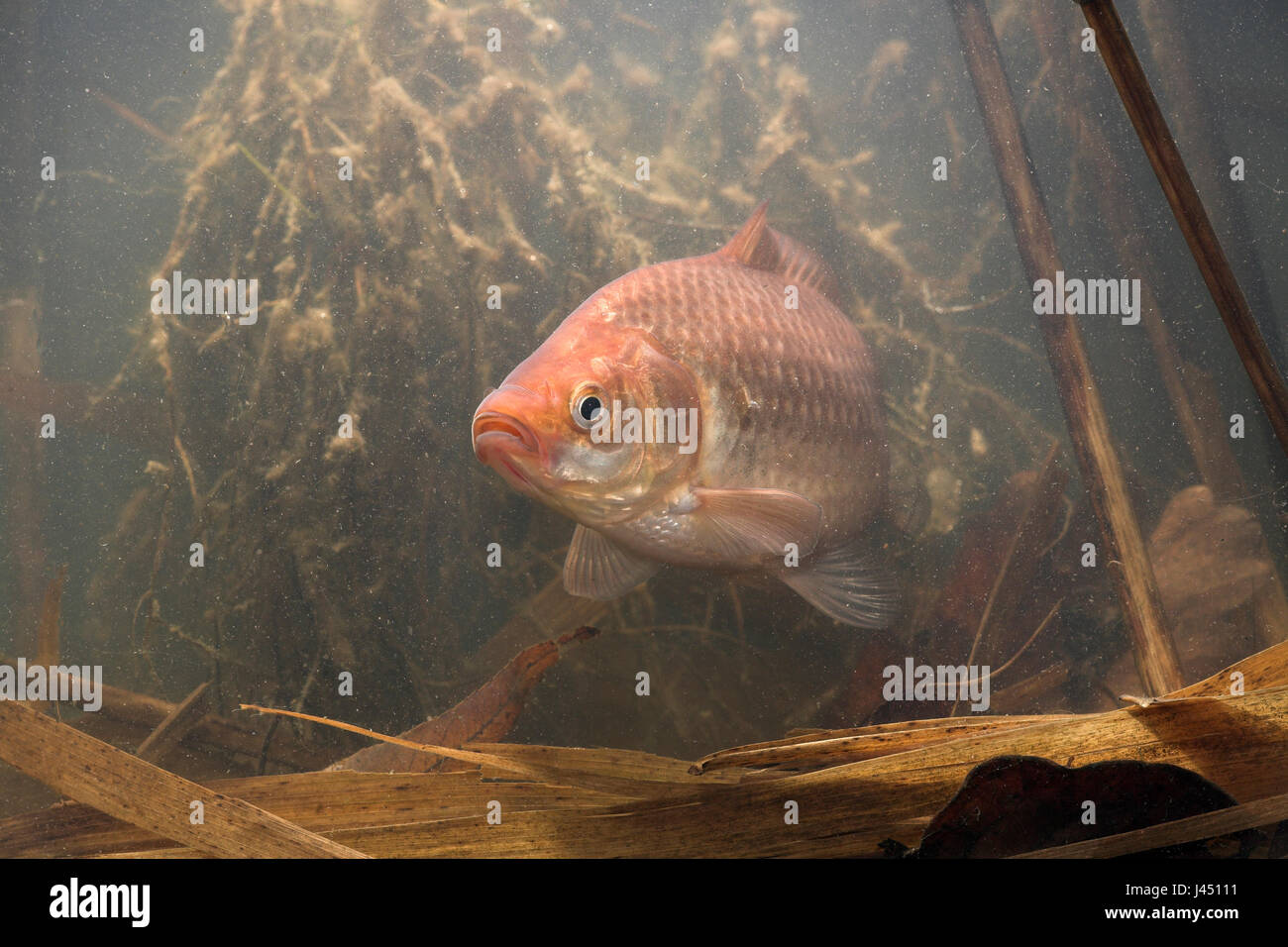 Photo of a gibel carp swimming in its environment underwater between ...