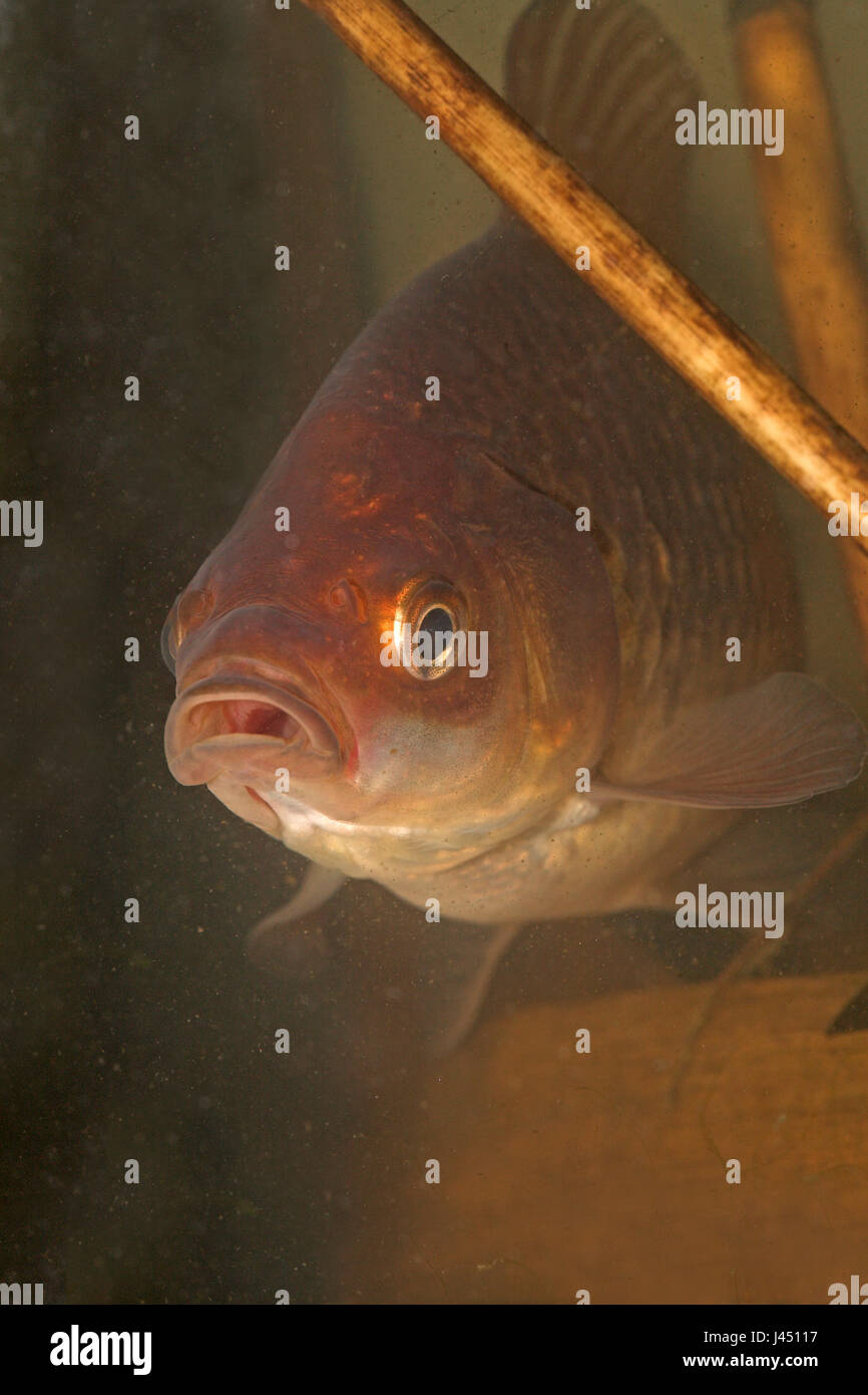 portrait of a gibel carp underwater Stock Photo - Alamy