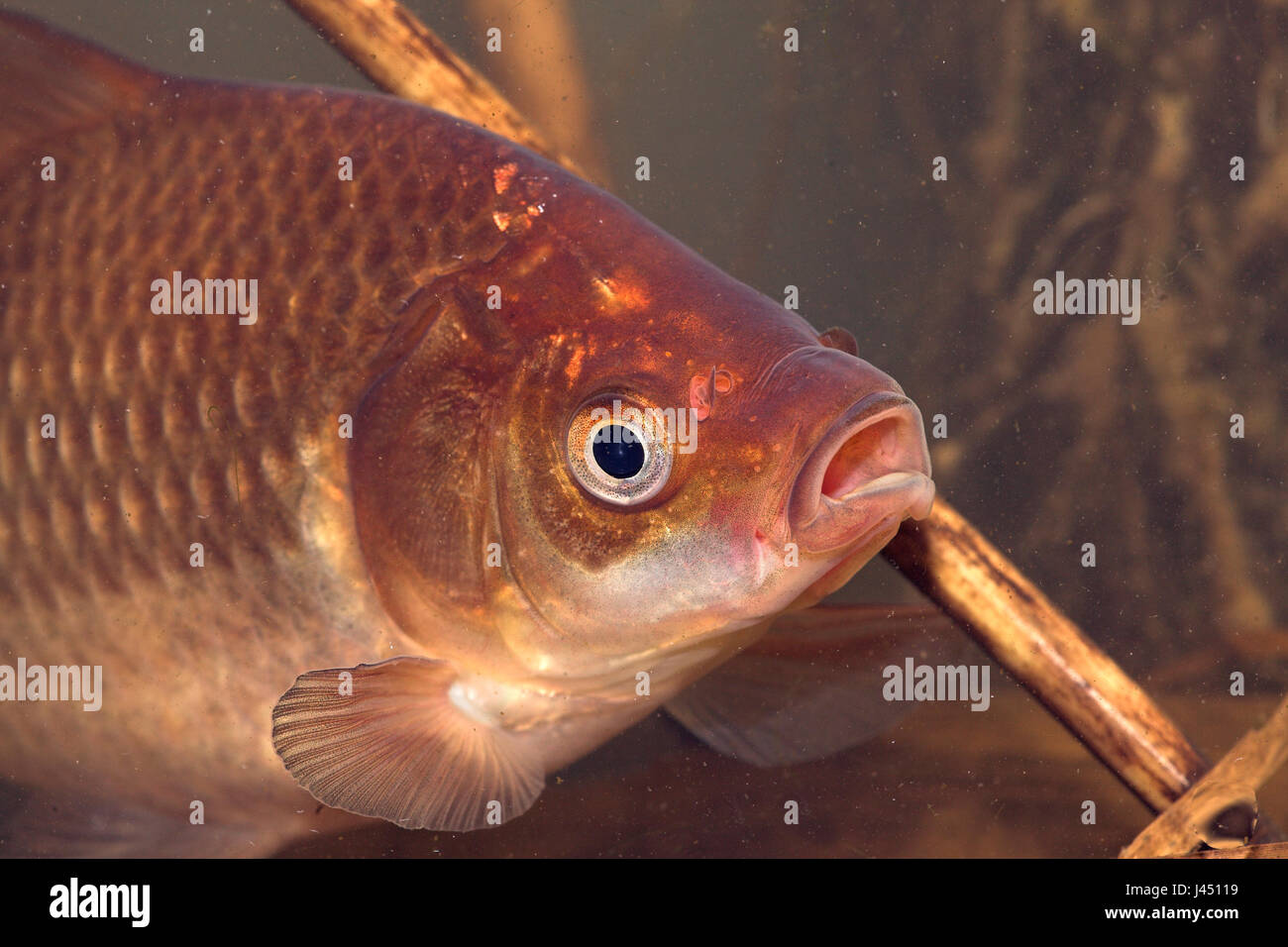 Gibel carp hi-res stock photography and images - Alamy