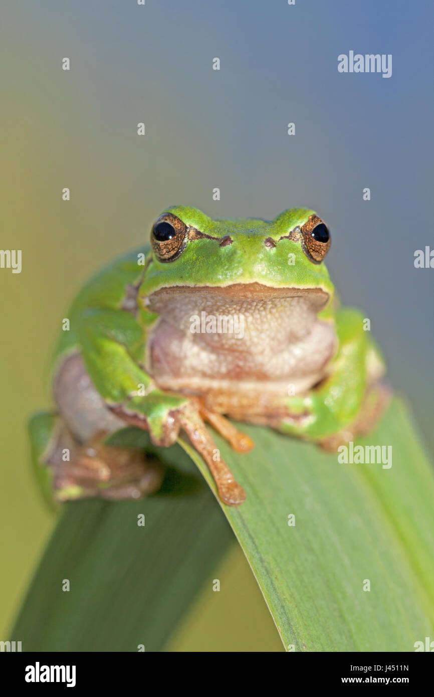 Reed frogs hi-res stock photography and images - Alamy