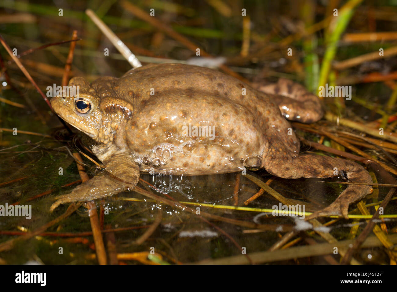 Hydrops hi-res stock photography and images - Alamy