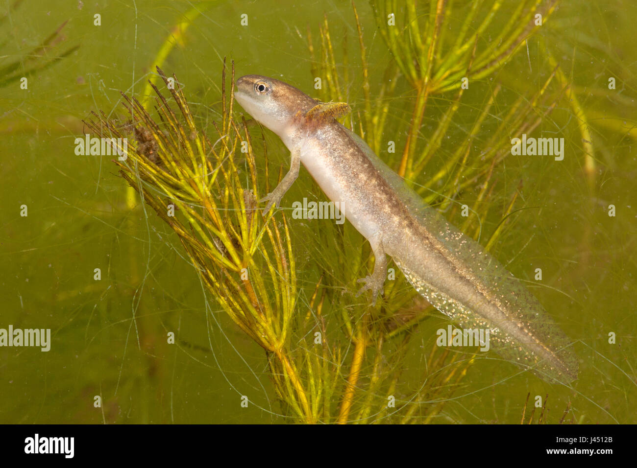 Common newt hi-res stock photography and images - Alamy