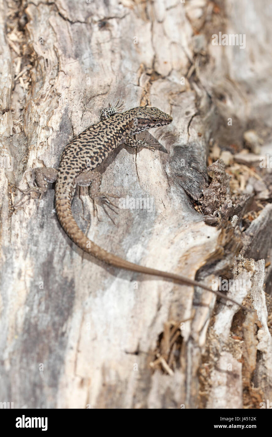 Tree lizard hi-res stock photography and images - Alamy