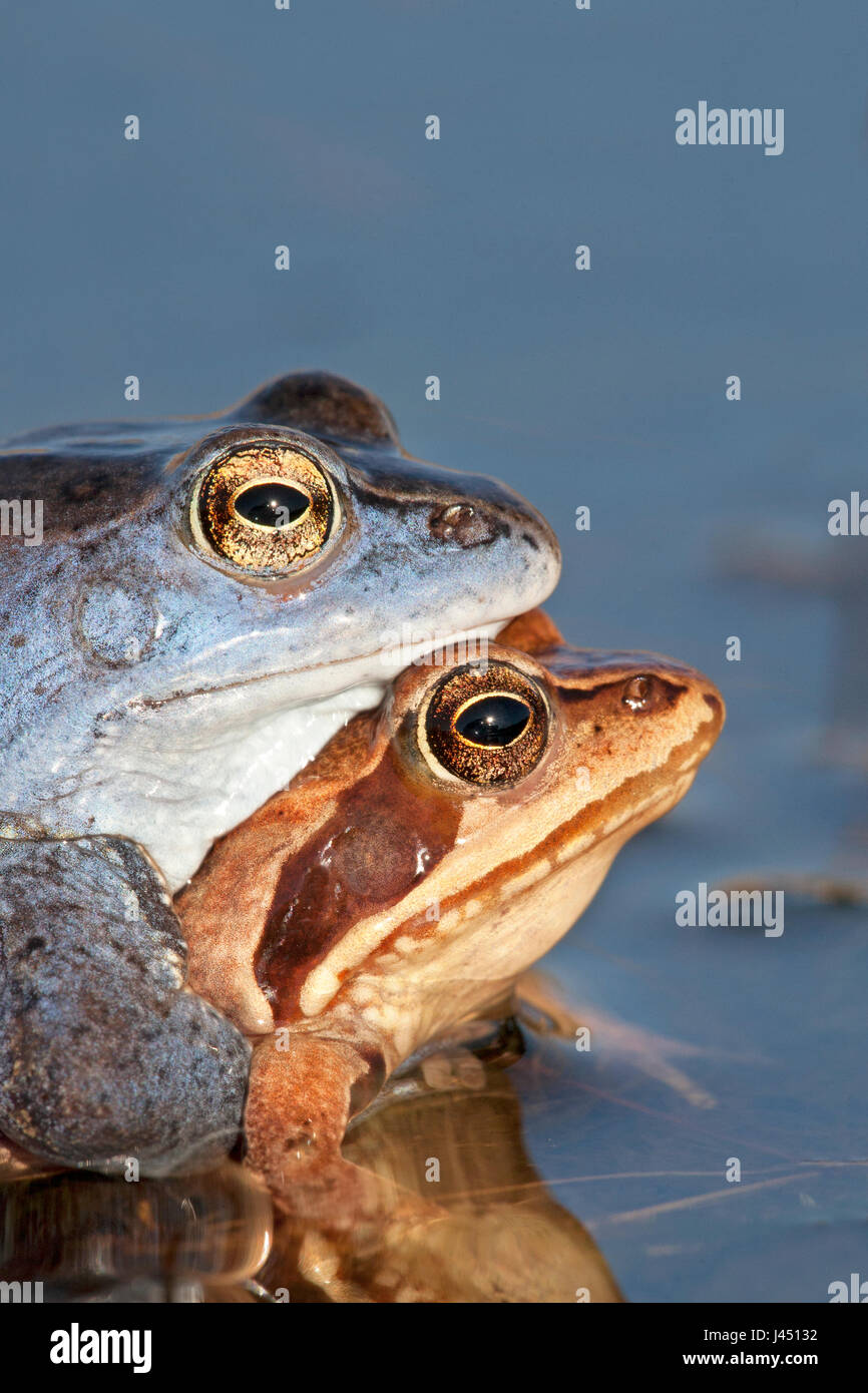portrait of pair of moor frogs in the water Stock Photo - Alamy