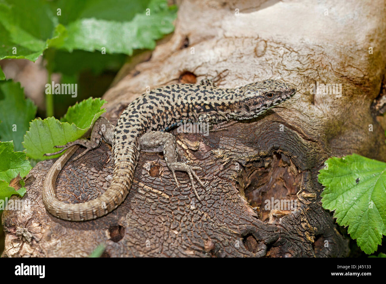 Common lizard adult hi-res stock photography and images - Alamy